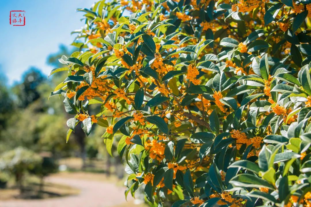盐城市大丰区人民政府 旅游资讯 几度秋意浓，最是桂花香